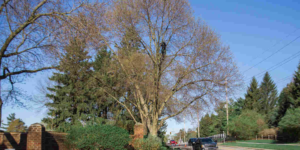 Do Trees Die of Old Age - Tree Life Cycle Explained