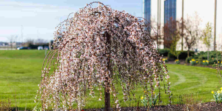 Common Tree Problems and How to Fix Them